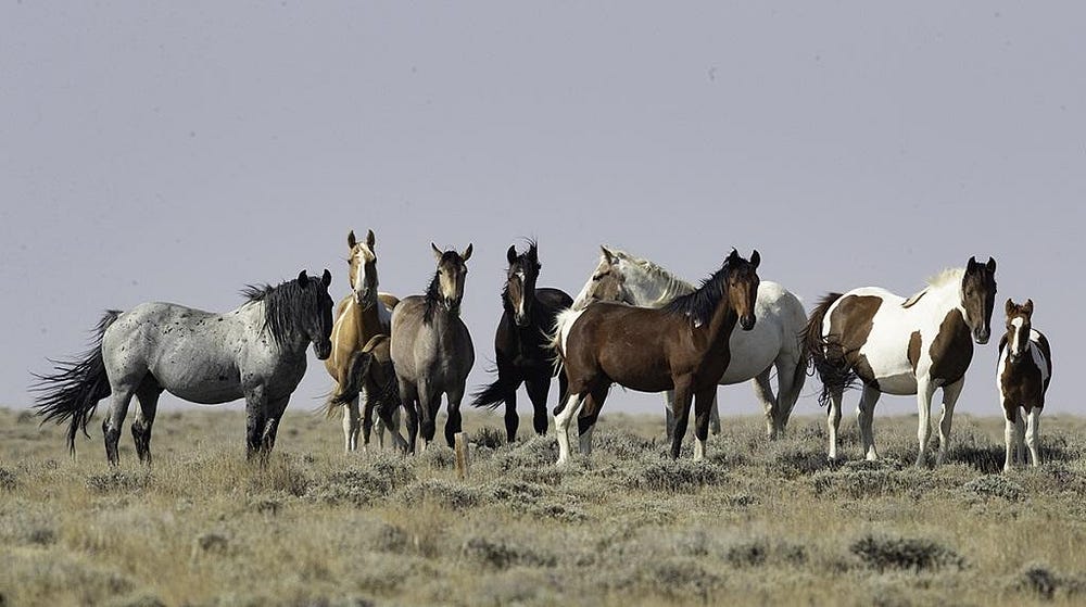 Int'l Society for the Protection of Mustang&Burros – Medium