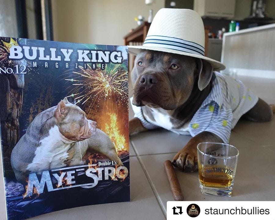 THE #1 INTERNATIONALLY DISTRIBUTED BULLY BREED LIFESTYLE MAGAZINE | by ...