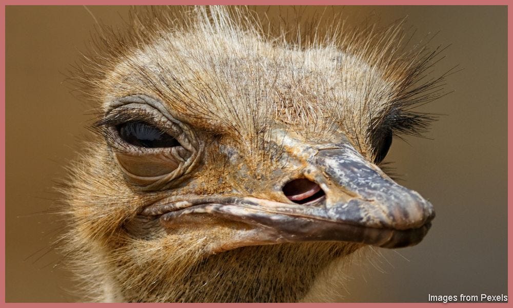 How to Start an Ostrich Farming Business in 2022 — Small Business Ideas ...