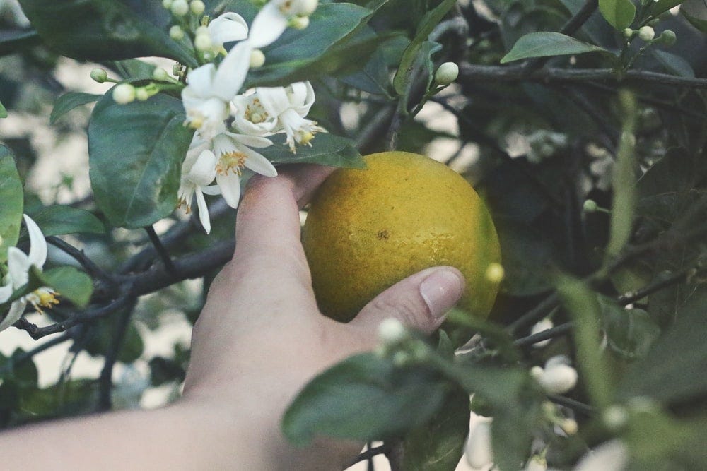 I Still Can Taste the Fruit. Nectar Sweet Memories | by Rachel K. Gause ...