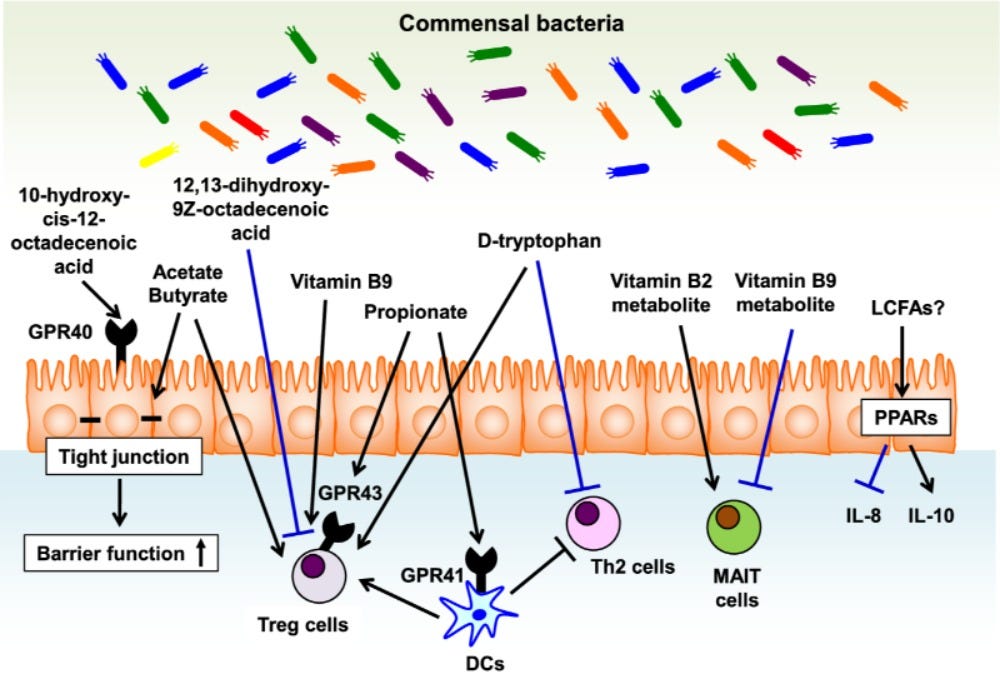 Studies suggest the relationship between the gut microbiome and ...