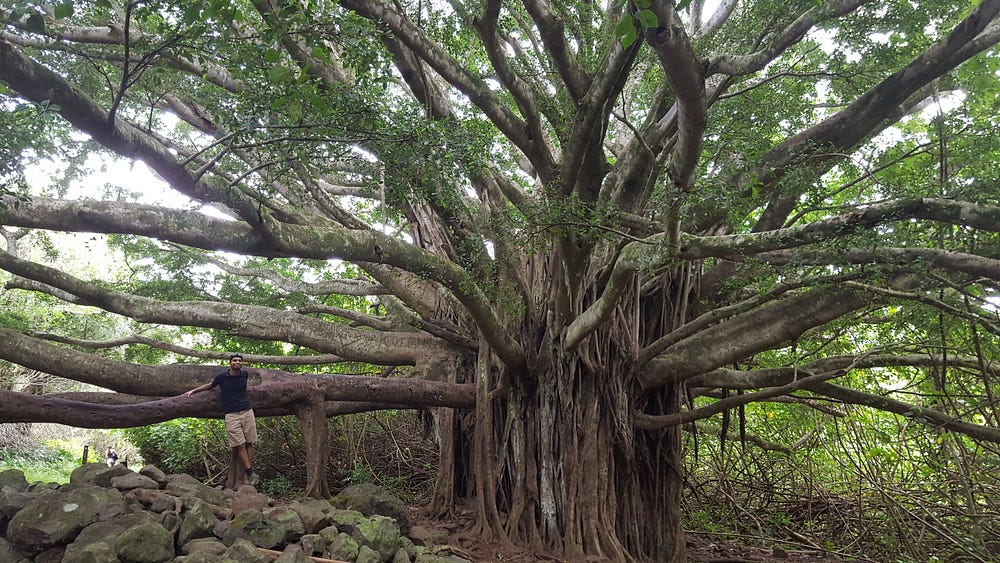 Driving the road to Hana - Aishwarya Srivastava - Medium