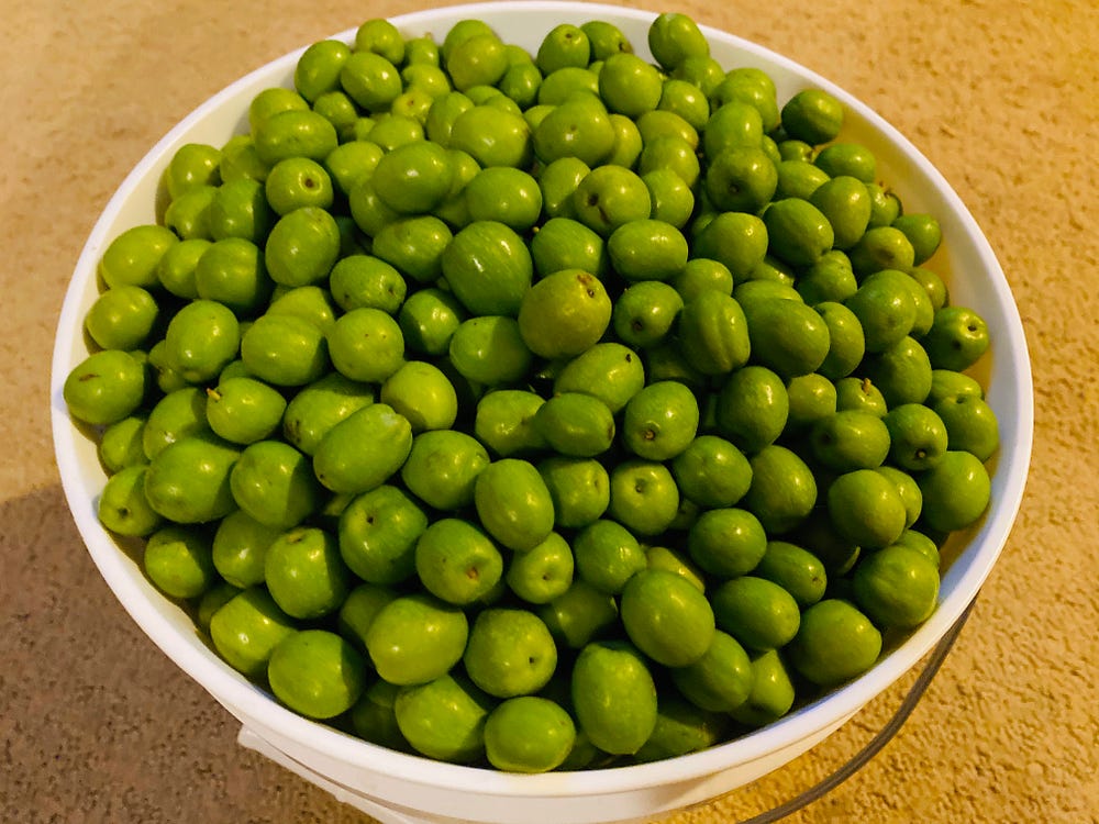 An Adventure in Olive Picking and Curing | by Robert McKeon Aloe ...