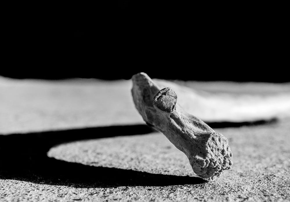 Sun Bleached Bones. In the early morning light, beneath a… | by Al Neal ...