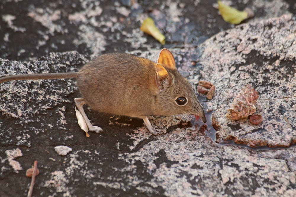 The Fast and the Fluffiest. The world’s most adorable, wild… | by Ellen ...