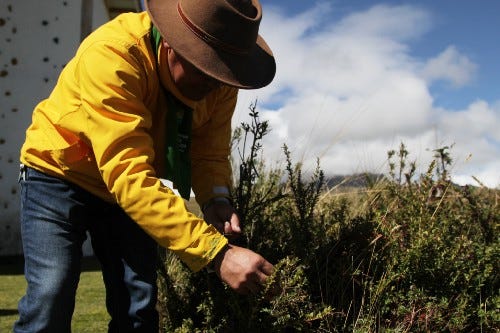 Andean Berry, the fruit that’s conquering National gastronomy | by ...