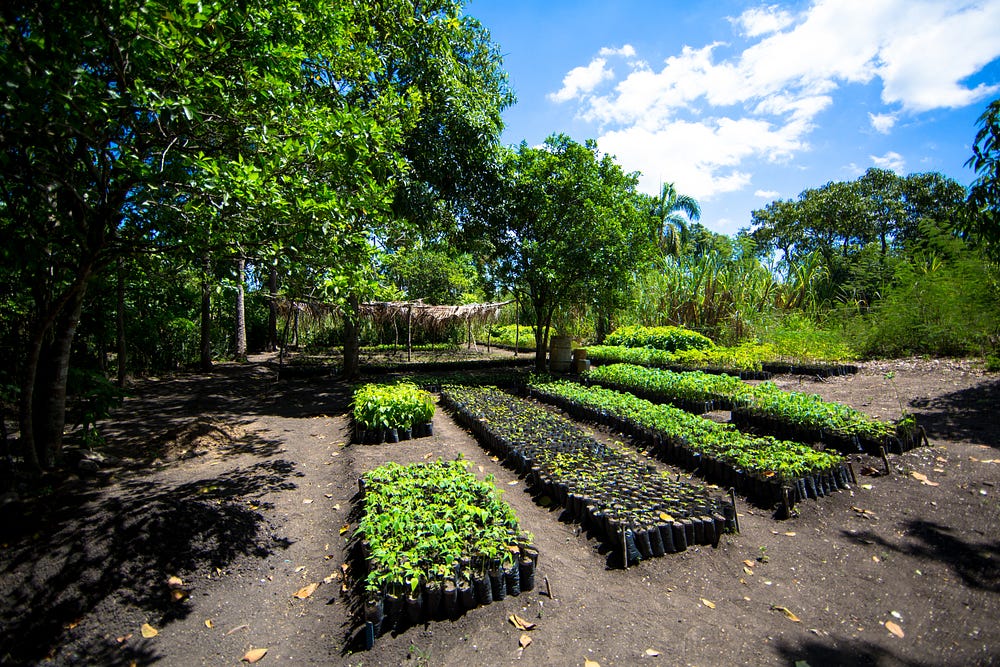 Ending the Cycle of Deforestation | by Clinton Foundation | Lessons ...
