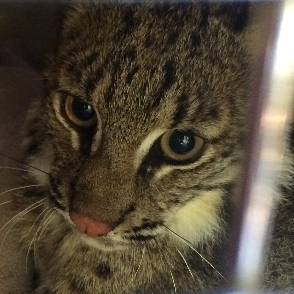 Bearing Witness - Cats & Other Animals - Medium