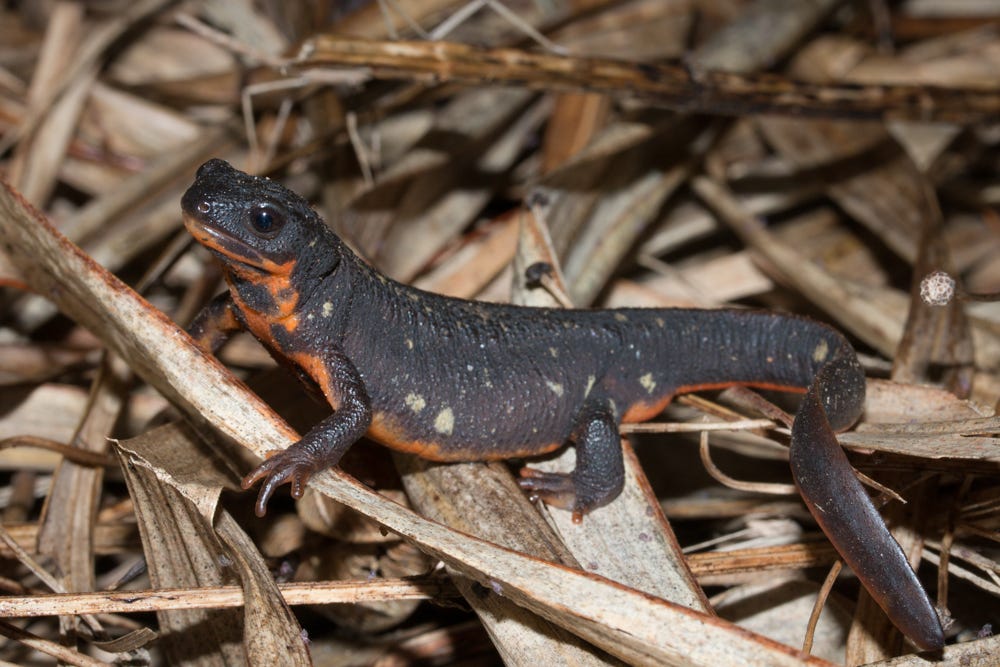 Amphibian Advocate — Sword-Tail Newt | by Anthony Palyszeski | Medium