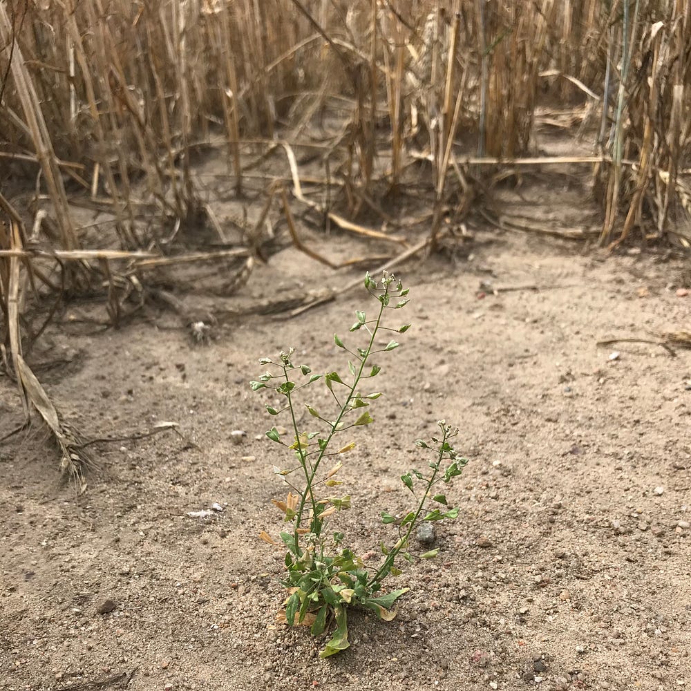 Weeds Matter More Than We Think. These unwanted plants could help… | by ...
