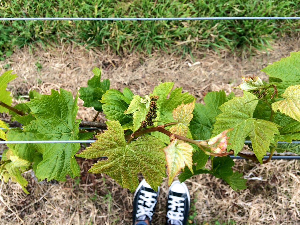 Bud-Rubbing and the Gods of Wine. Earning my keep at a Vineyard in New ...
