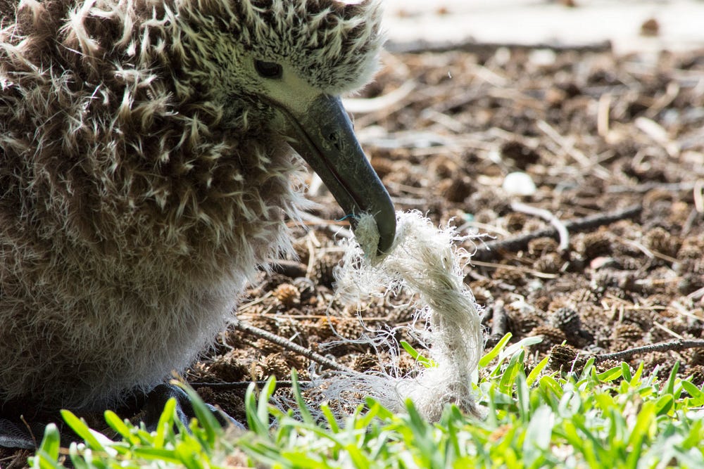 The Trash at the Edge of the World | by U.S. Fish and Wildlife Service ...