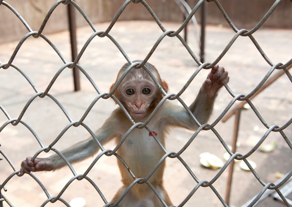 Don’t Touch the Monkeys - Hachette Summer Reading Sampler - Medium