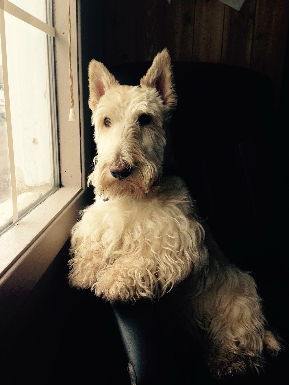 Welcome Into The Brain of a Scotty Dog! | by Jamie Levinski | Dog Tales ...