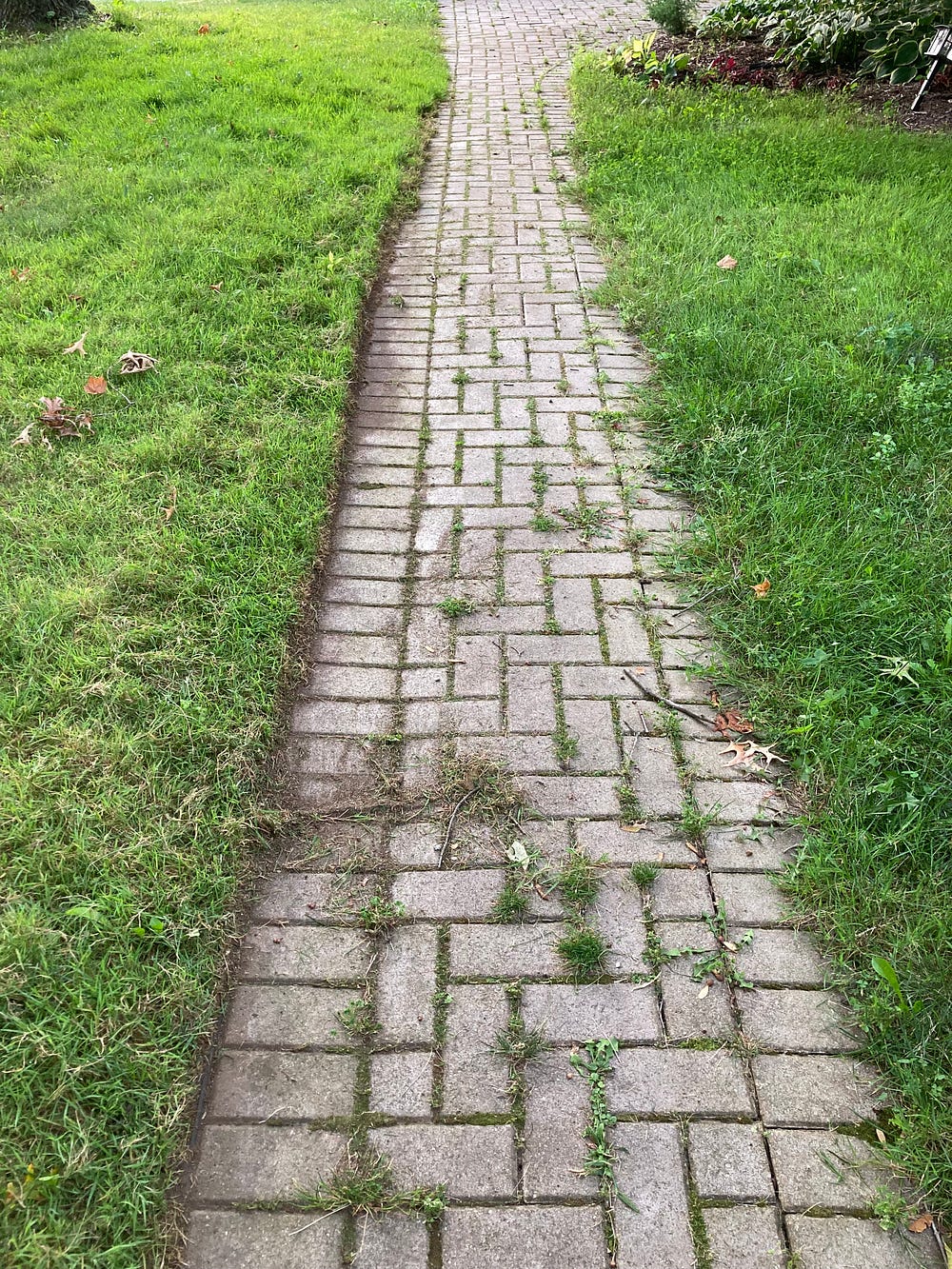 The Grass Border. Edging a walk has everything to do with… | by Louise ...