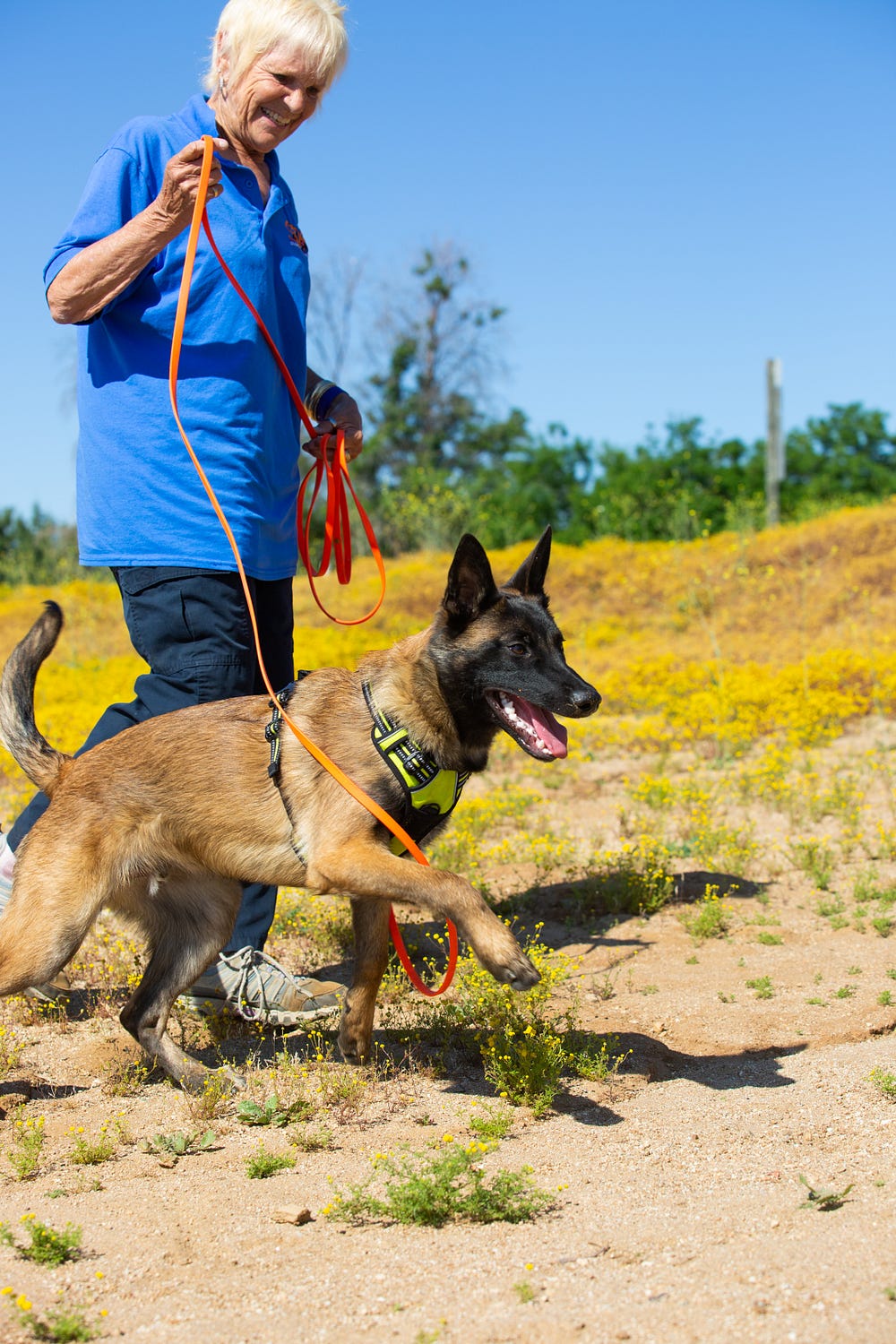 Once Lost, Now Found — How You and Your Dog Can Help Save a Life with ...