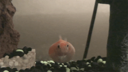 Machine Learning to Identify the breed of my Fat Fish! | by Rajvardhan ...