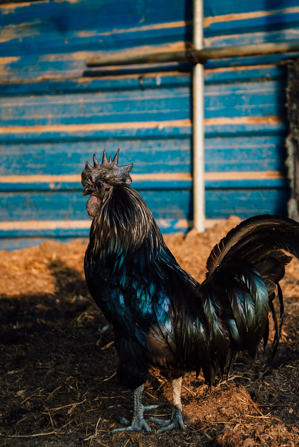 Mother of Chickens. The story of Yeonsan Ogye Black Chicken… | by ...