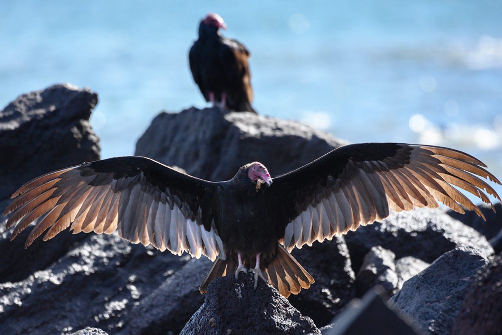 The Stunning Wildlife in Baja California | by Aleksa Georg | Creatures ...