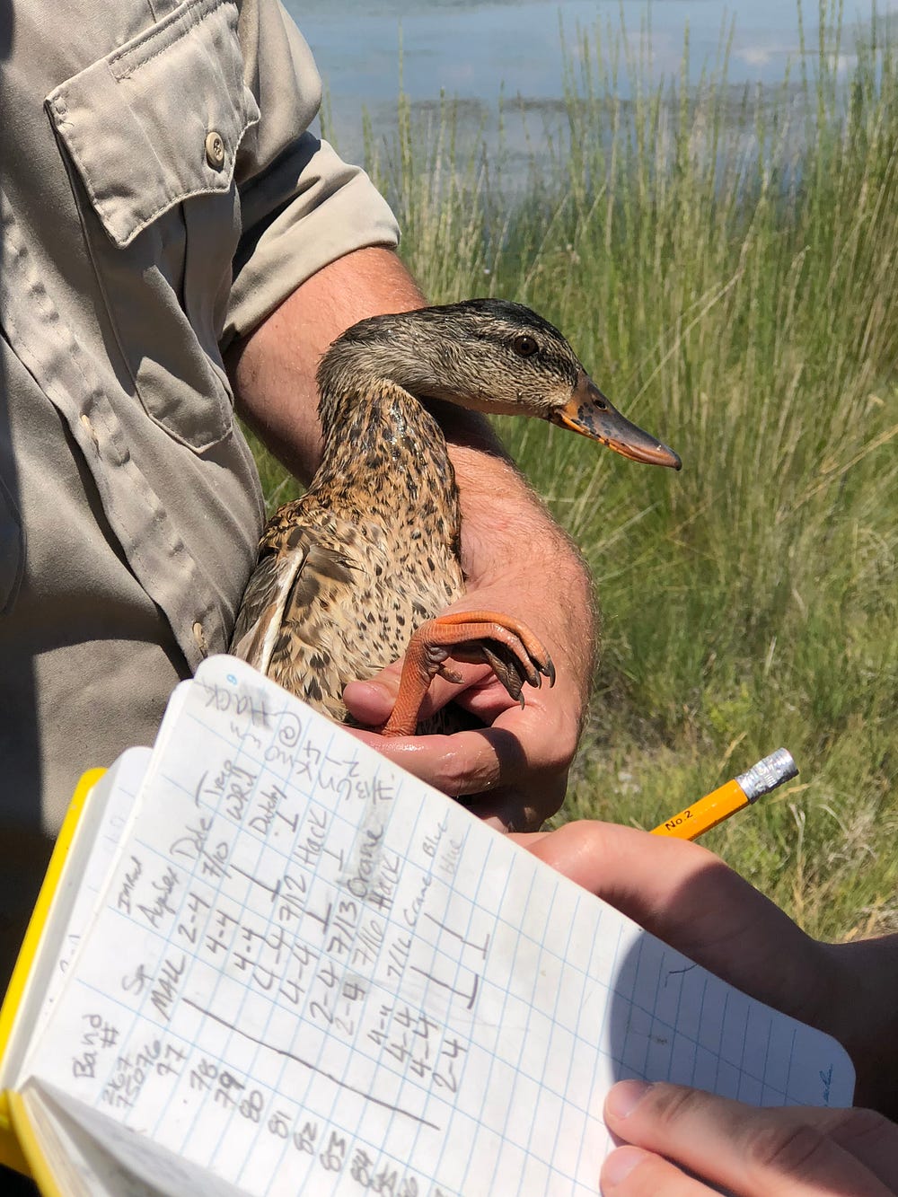Duck Banding Adventure. By Scott Haugen | by MyODFW | Medium