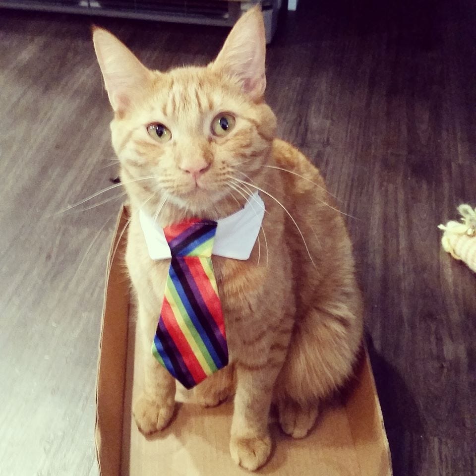 [Case Study] Crude Cat Cards — when vulgar sells better than fancy | by ...