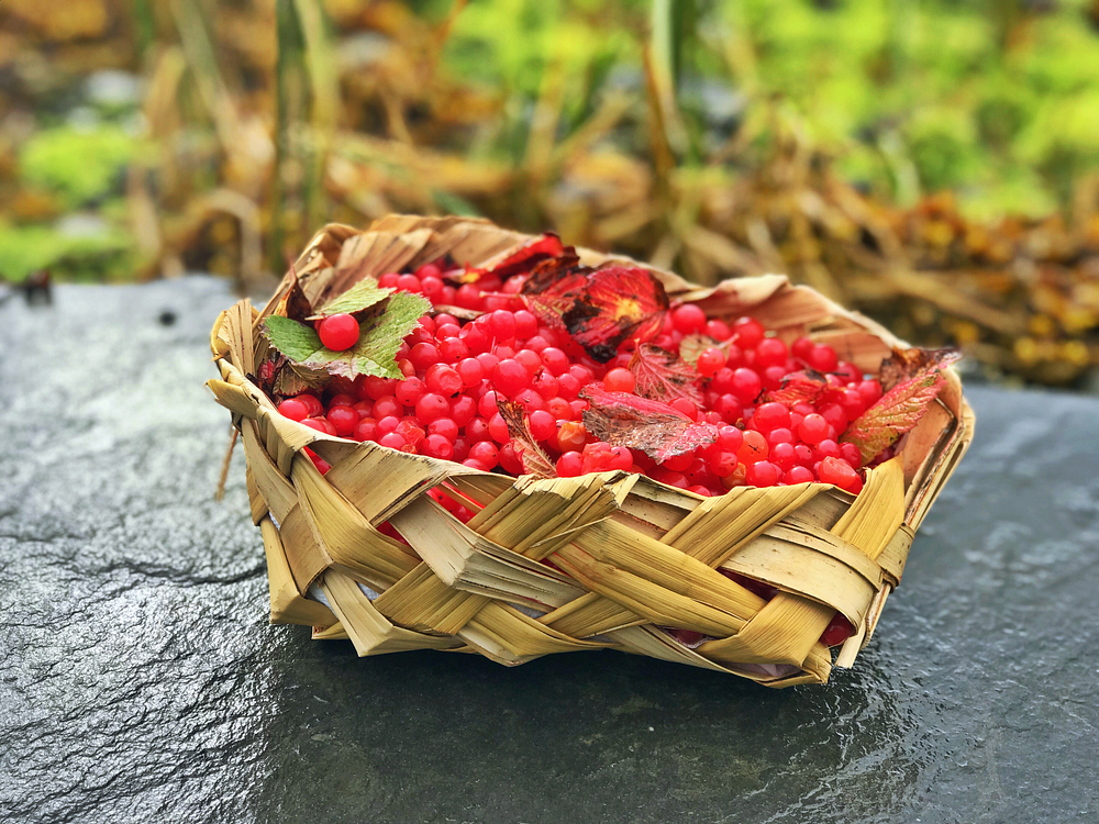 Highbush Cranberries and Traditional Values | by Planet Alaska | Medium