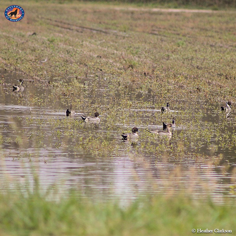 Alligator River National Wildlife Refuge Visit | by Defenders of ...
