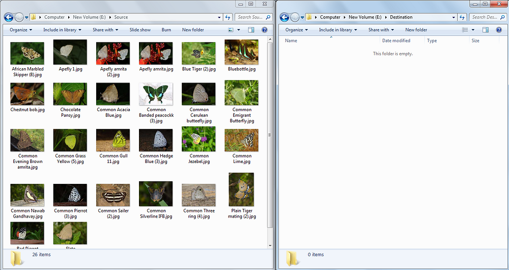 Classifying and organizing butterfly images in the desktop using FastAI ...
