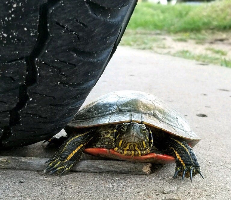 Tips for Helping a Turtle Cross the Road - Updates from the U.S. Fish ...