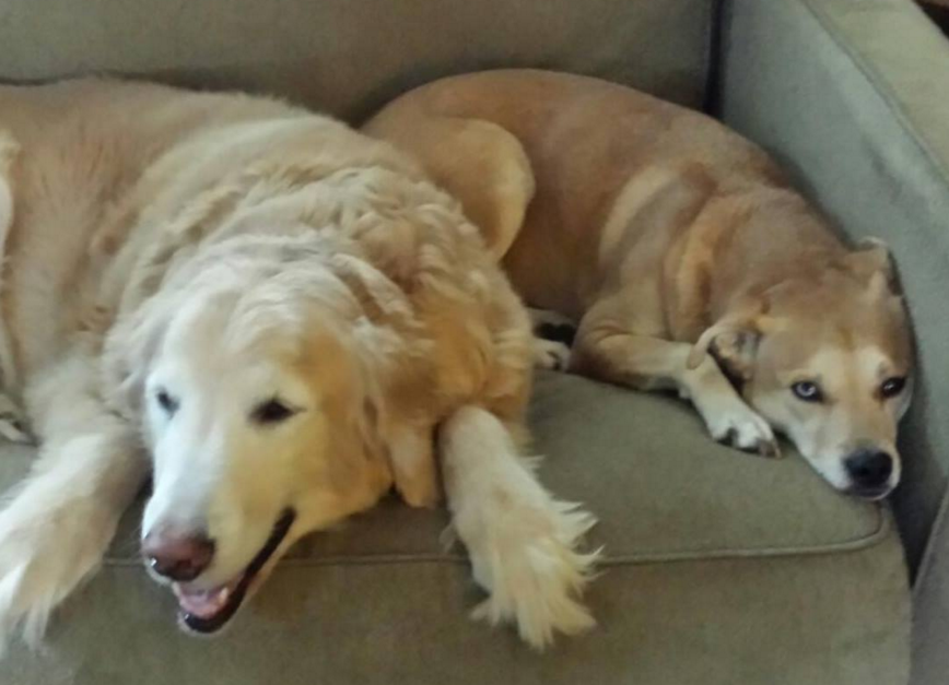 The Impact of Love: A Letter to Roscoe | by Kyle Trowbridge | Medium
