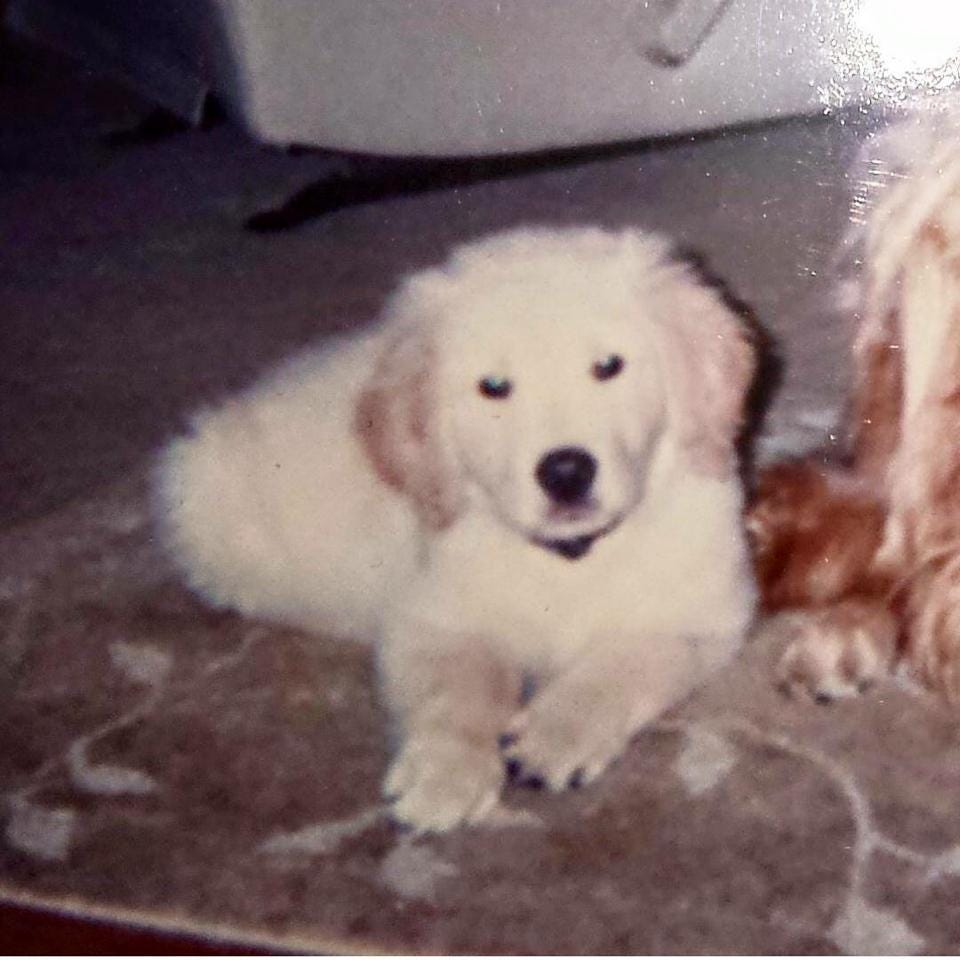 The Impact of Love: A Letter to Roscoe | by Kyle Trowbridge | Medium