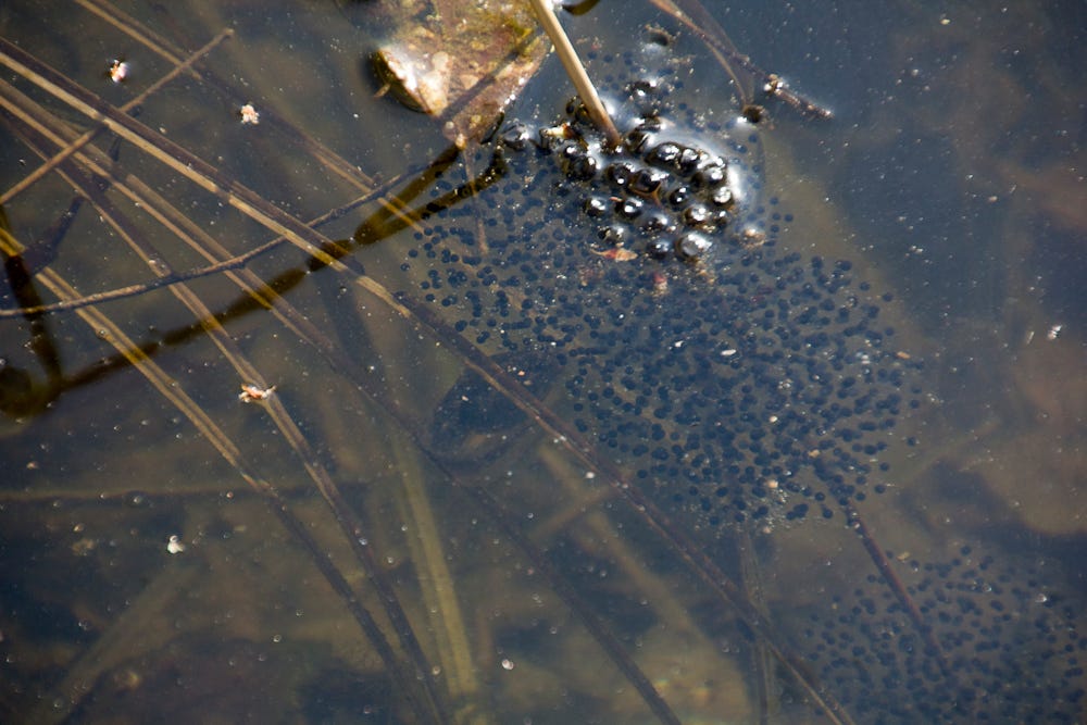 Puddle Sex After A Long Winter If You Visit By Sandy Olson Medium