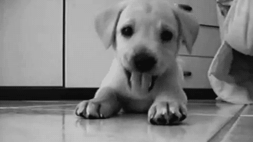 Woof! Woof! Greet Packs with animated GIFs are here! | by Piotr Bakker ...