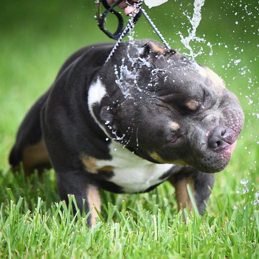 INTRODUCING THE OFFICIAL 2019–2020 BULLY KING MAGAZINE MASCOTS | by ...