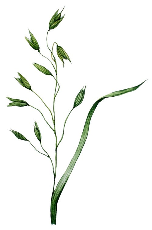 Oats: An Avenine Drama. In Apologia Avenis | by Nicholas Chrapliwy | Medium