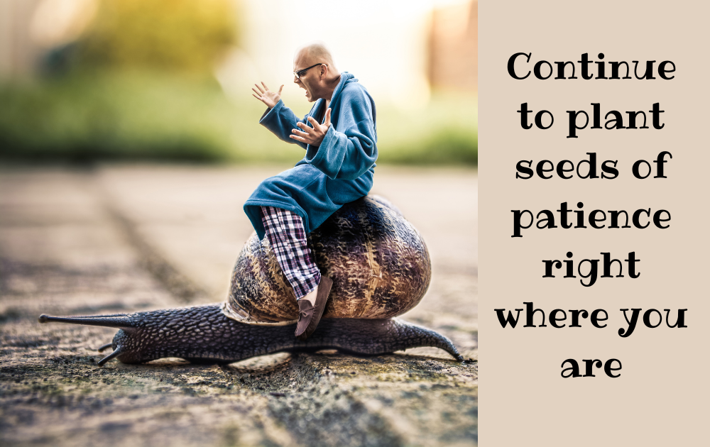 Planting Seeds of Patience as You Pace Yourself | by Nancy Blackman ...