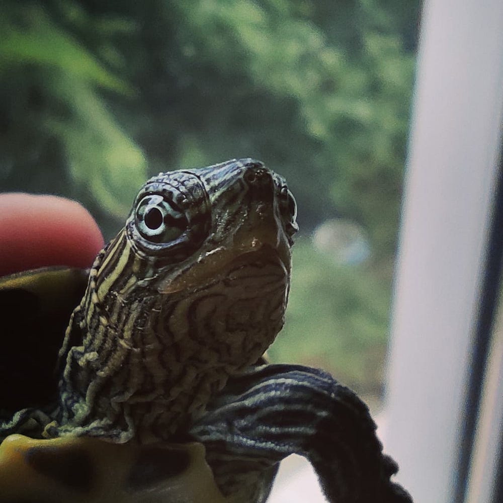 The thing about Pet Turtles…. I recently acquired three little… | by ...