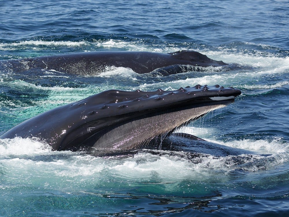 Humpback Whales in Virginia Beach | by Eric Bonneman | Medium