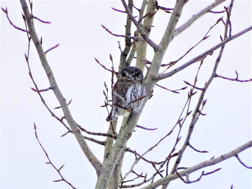 Iconic Canadian Owls. by Grace Kwong | by Grace Kwong | Medium