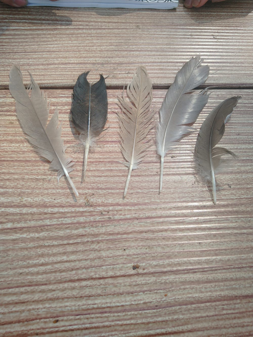 She Left Me Feathers - The Daily Cuppa - Medium