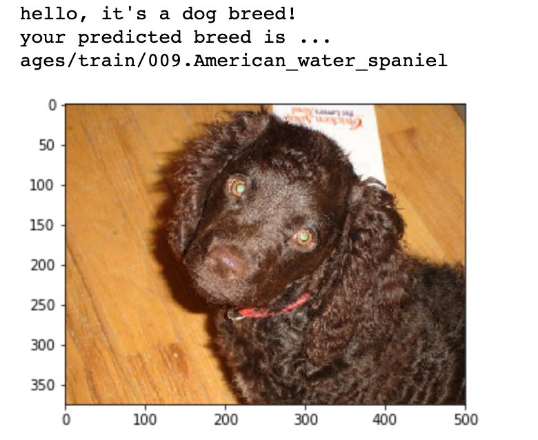 Convolutional Neural Networks Project: Dog Identification App | by ...