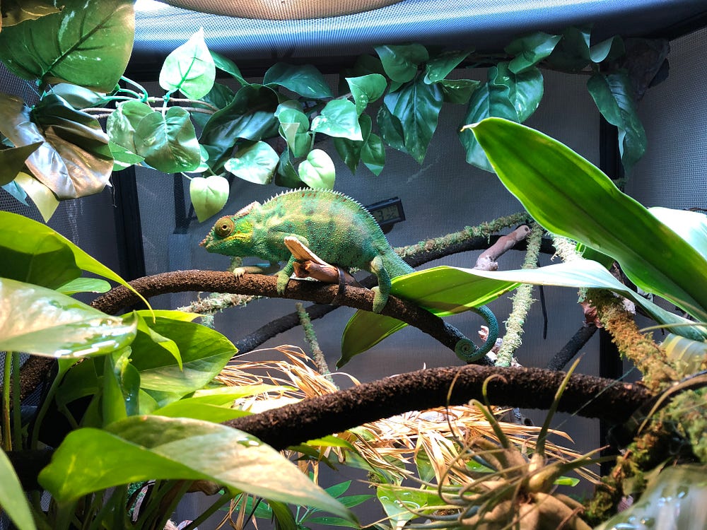 Beginners Guide on Panther Chameleon Care: Habitats | by David Lee | Medium