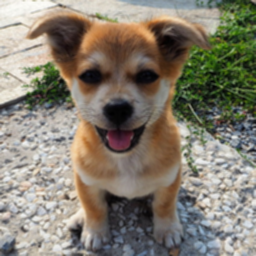 A Straightforward Introduction To Image Blurringsmoothing Using Python