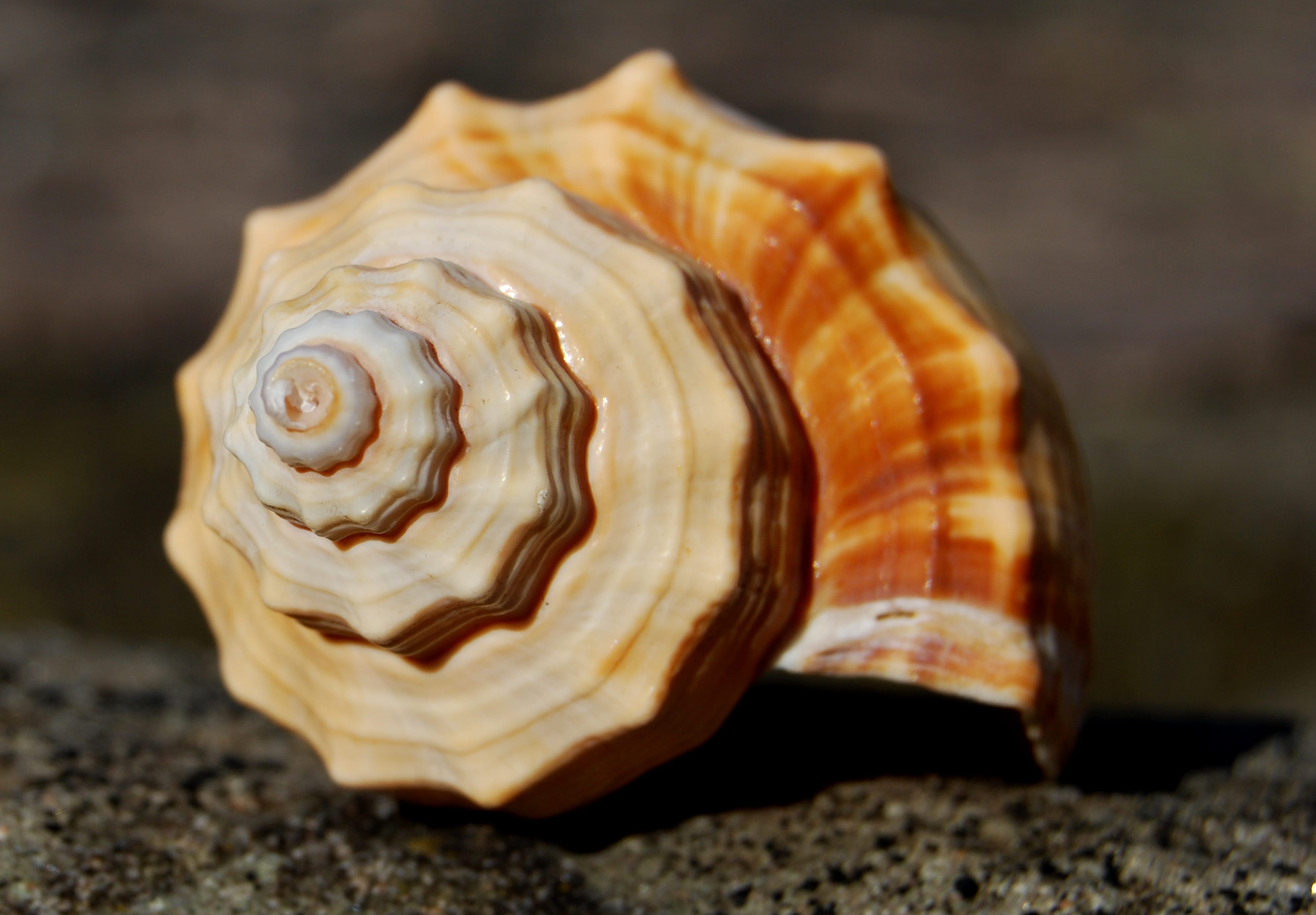 Fibonacci Series In BigQuery Towards Data Science Fibonacci Series In BigQuery Towards Data Science