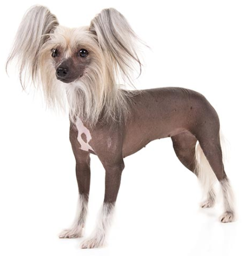 How to use python to identify a dog breed | by Fatma Ben Dhieb | Medium