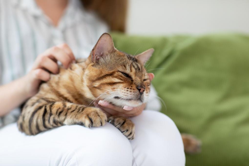 Music Cats Like To Listen To Soft Music For Cats By Cat s Best UK Music Cats Like To Listen To Soft Music For Cats By Cat s Best UK