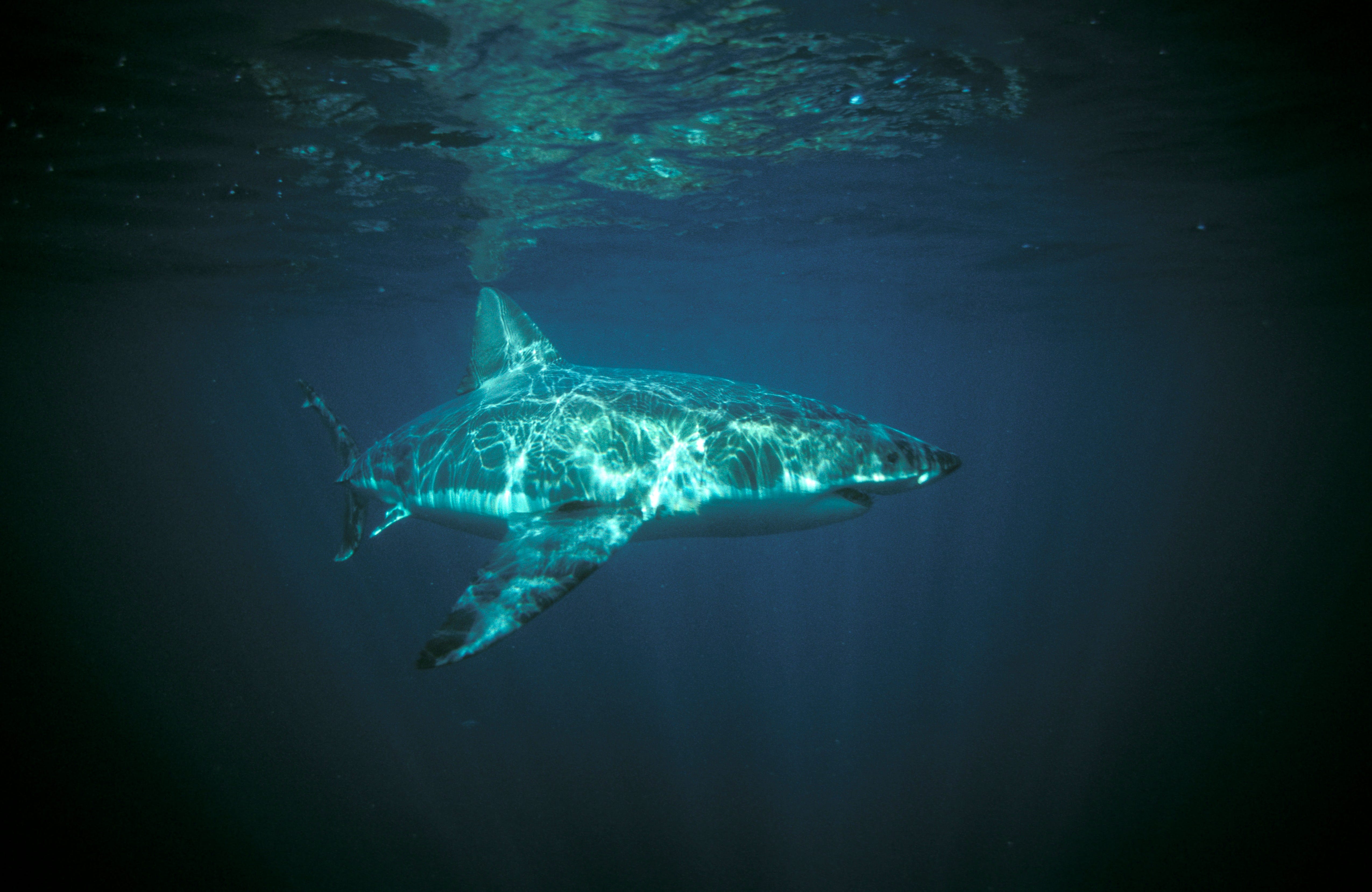 Drones v sharks. Australia’s selachian battlefield goes… | by The ...