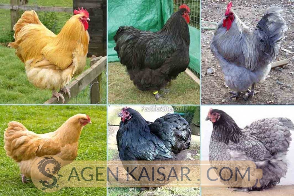 Ayam Orpington jenis ayam unik dari Inggris | by Berita Game Kaisar ...