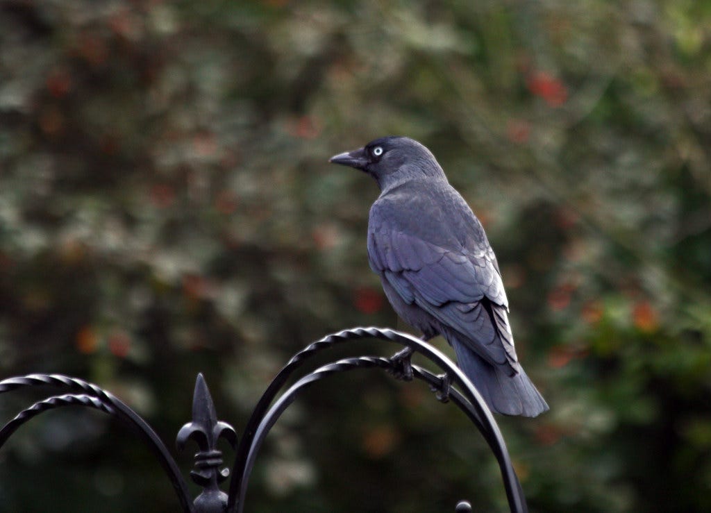 Jackdaw. A familiar bird in British woods and… | by John Welford ...