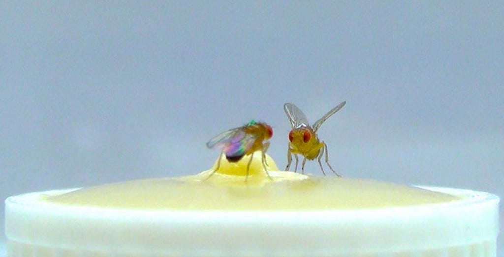 The fruit fly fight club. Rebecca Su | Oct. 7, 2015 | by The Scope ...